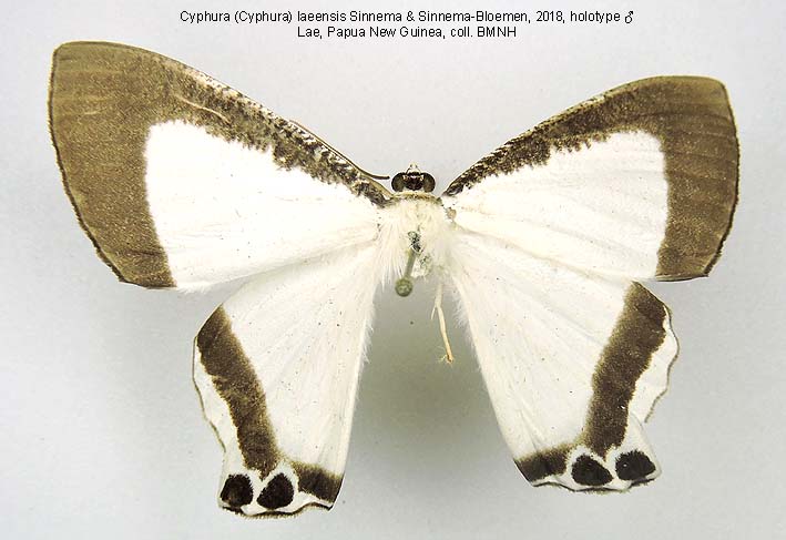 Papua Insects Foundation (Lepidoptera/Uraniidae thumbnails)